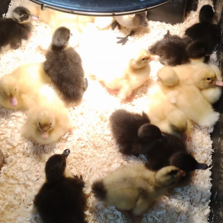 Hatching Eggs: Duck – Mixed breed – Home Farm Cornwall