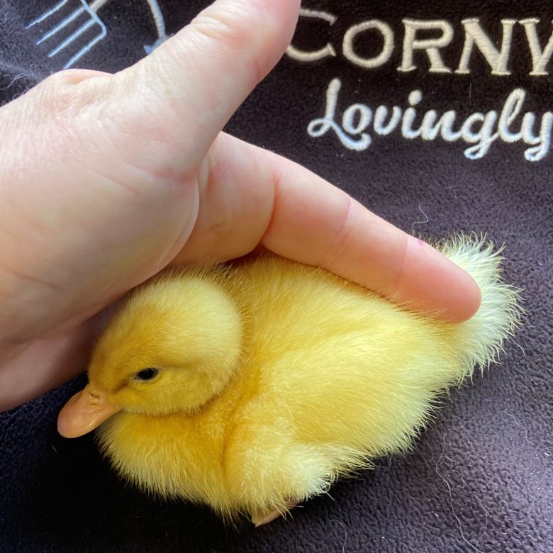 Hatching Eggs: Duck – Mixed breed – Home Farm Cornwall