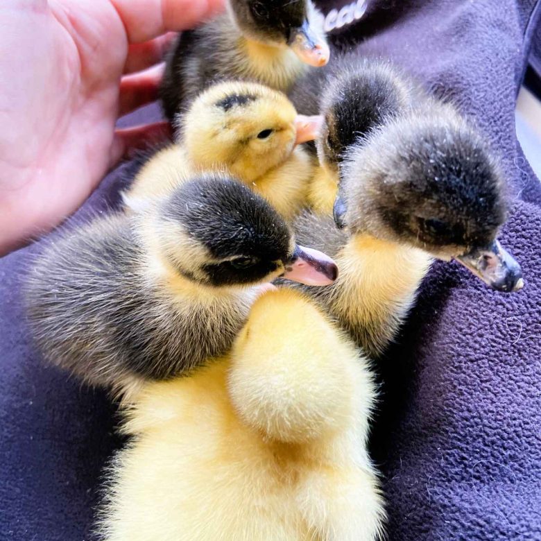 Hatching Eggs: Duck – Mixed breed – Home Farm Cornwall