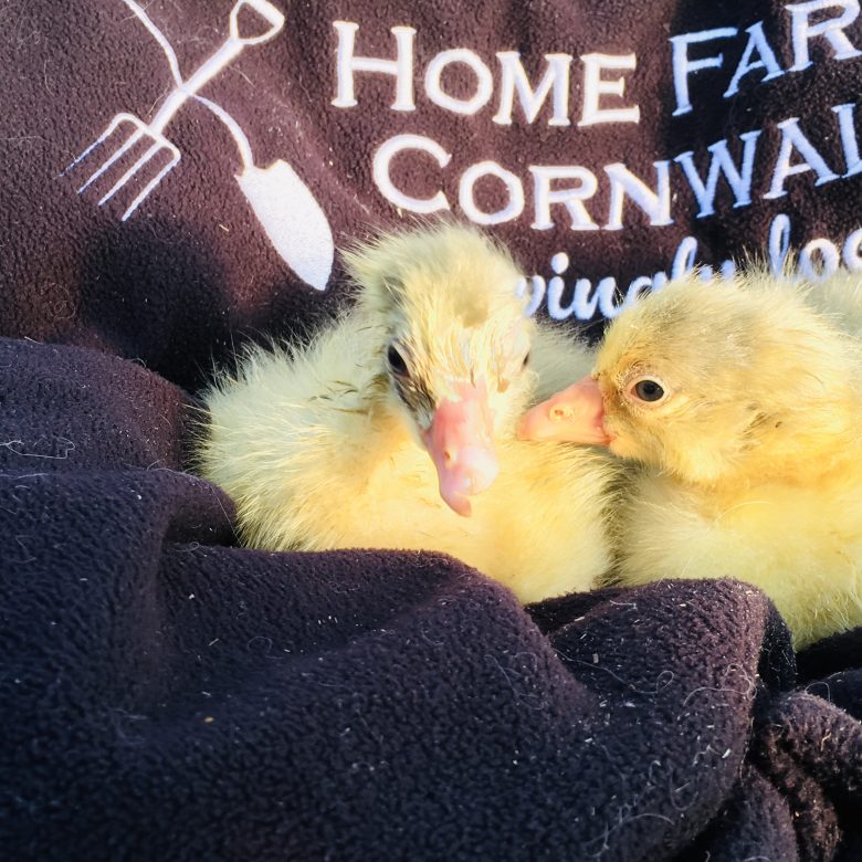 Hatching Eggs: Goose – Home Farm Cornwall