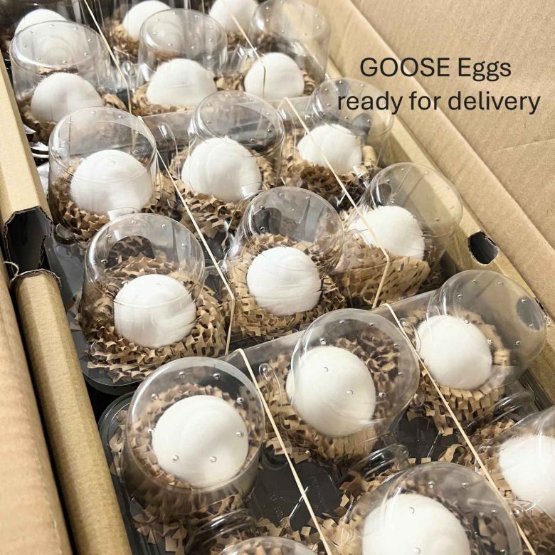 Free Range Goose Eggs – Home Farm Cornwall