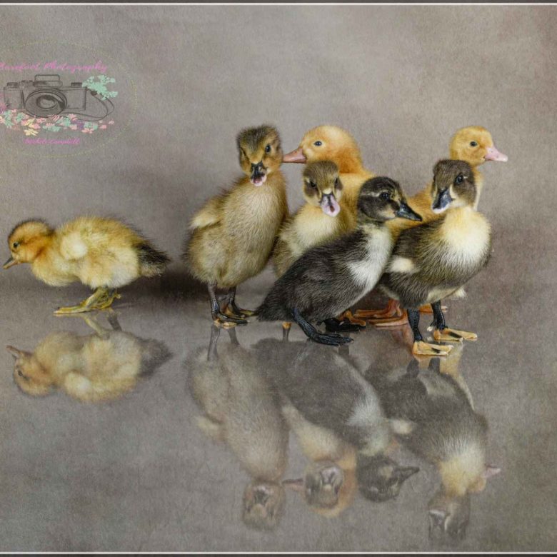 Hatching Eggs: Duck – Mixed breed – Home Farm Cornwall
