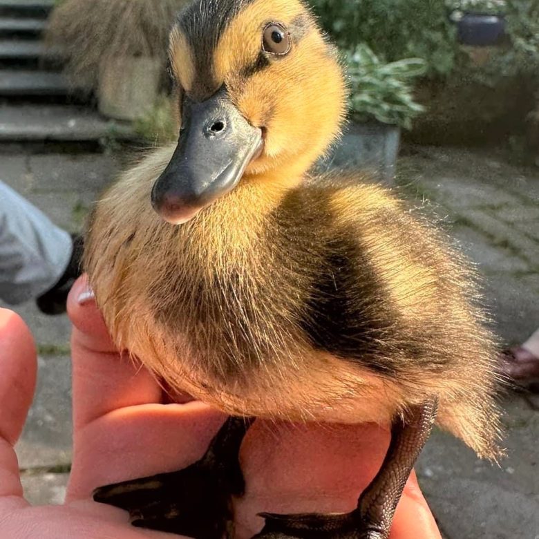 Hatching Eggs: Duck – Mixed breed – Home Farm Cornwall