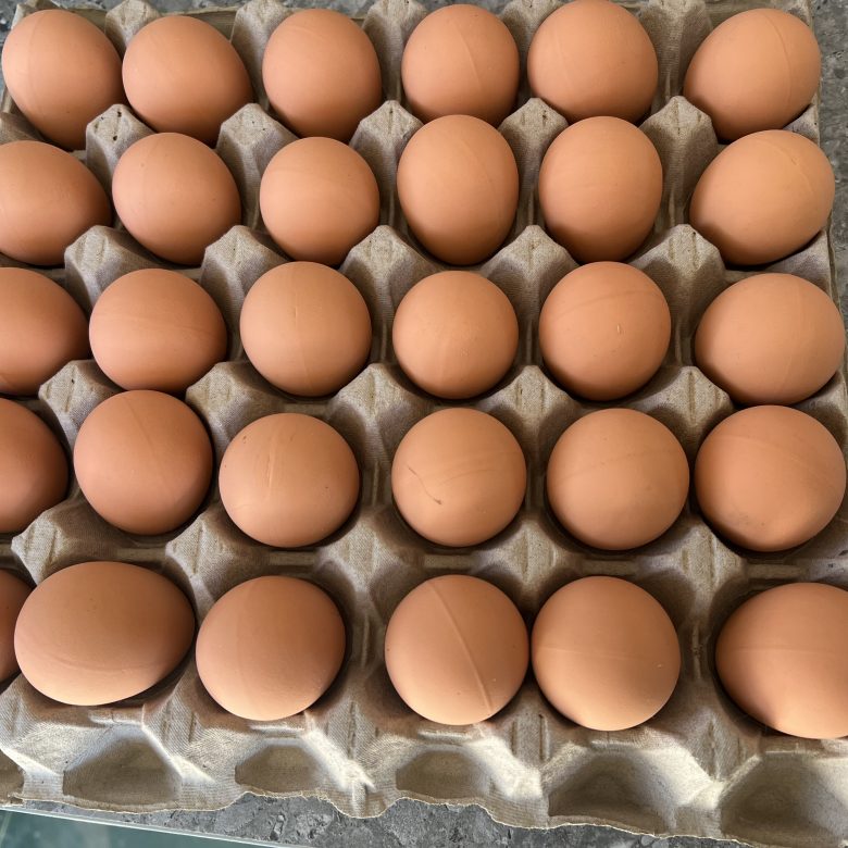 Rubber Nest Eggs – discourages egg pecking – Home Farm Cornwall
